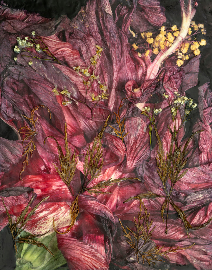 ARDINE NELSON – Sarah Gormley Gallery