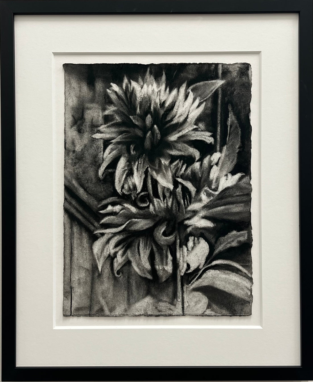 Dahlia – Sarah Gormley Gallery